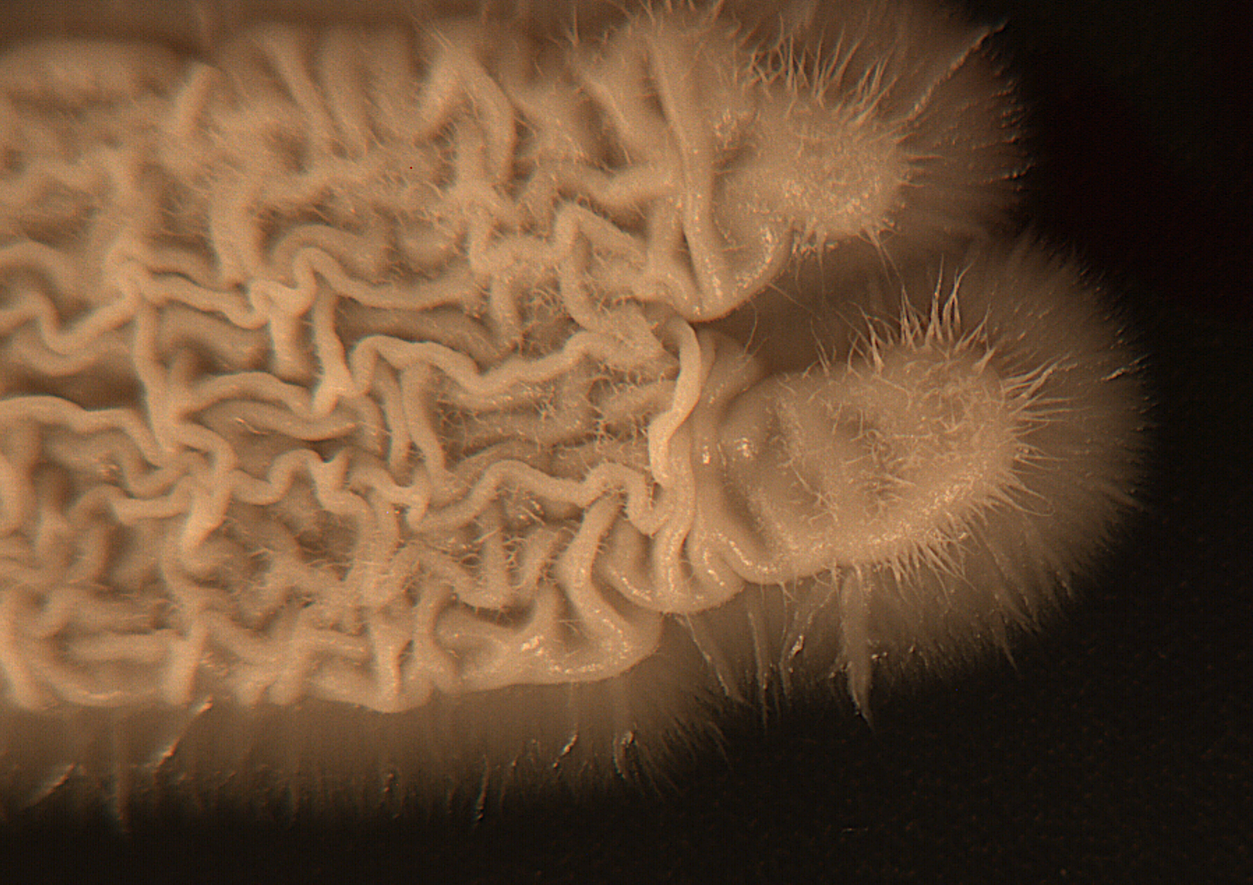 Fighting Fungal Infections with Mucus – Science With A Funguy