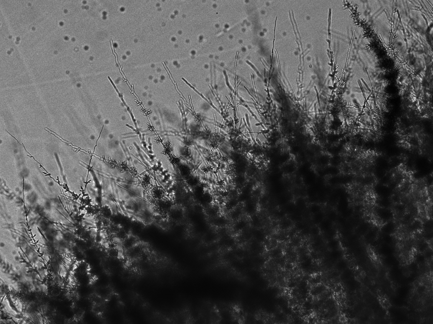 Fighting Fungal Infections with Mucus – Science With A Funguy